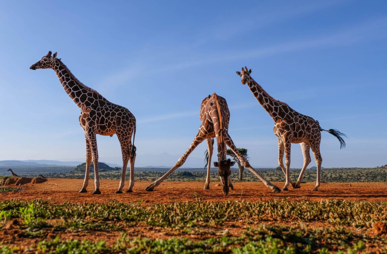 All About Giraffes – Diet, Height & Habitat