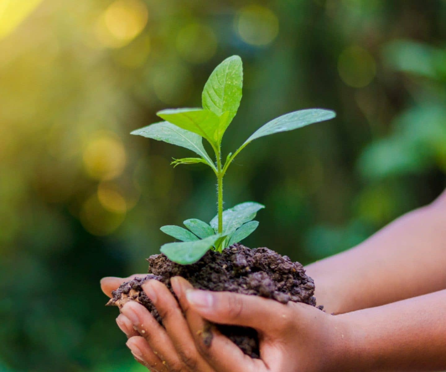 celebrate world environment day