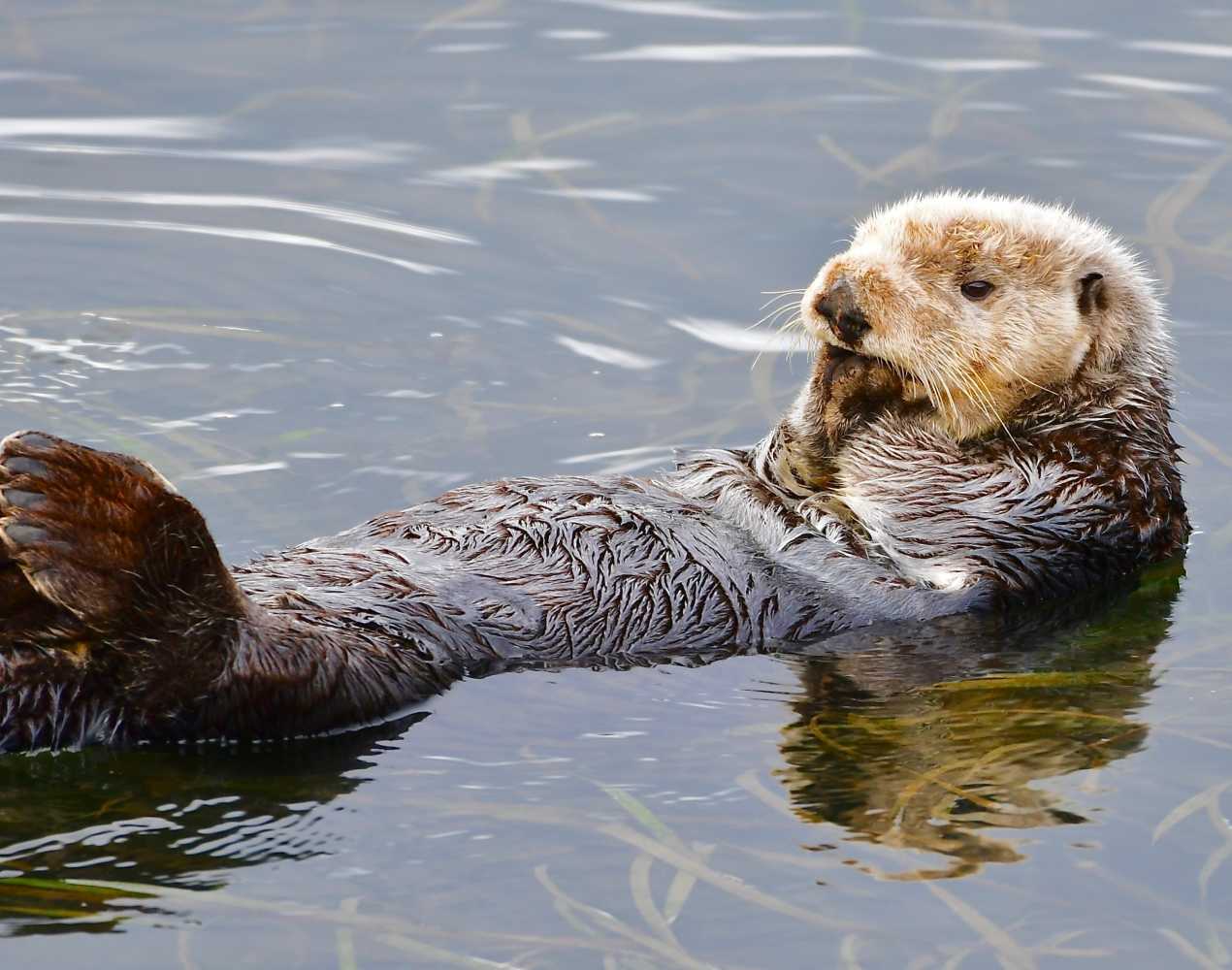 Fact About Marine Mammals Sea Otter - Diet, Habitat & Facts