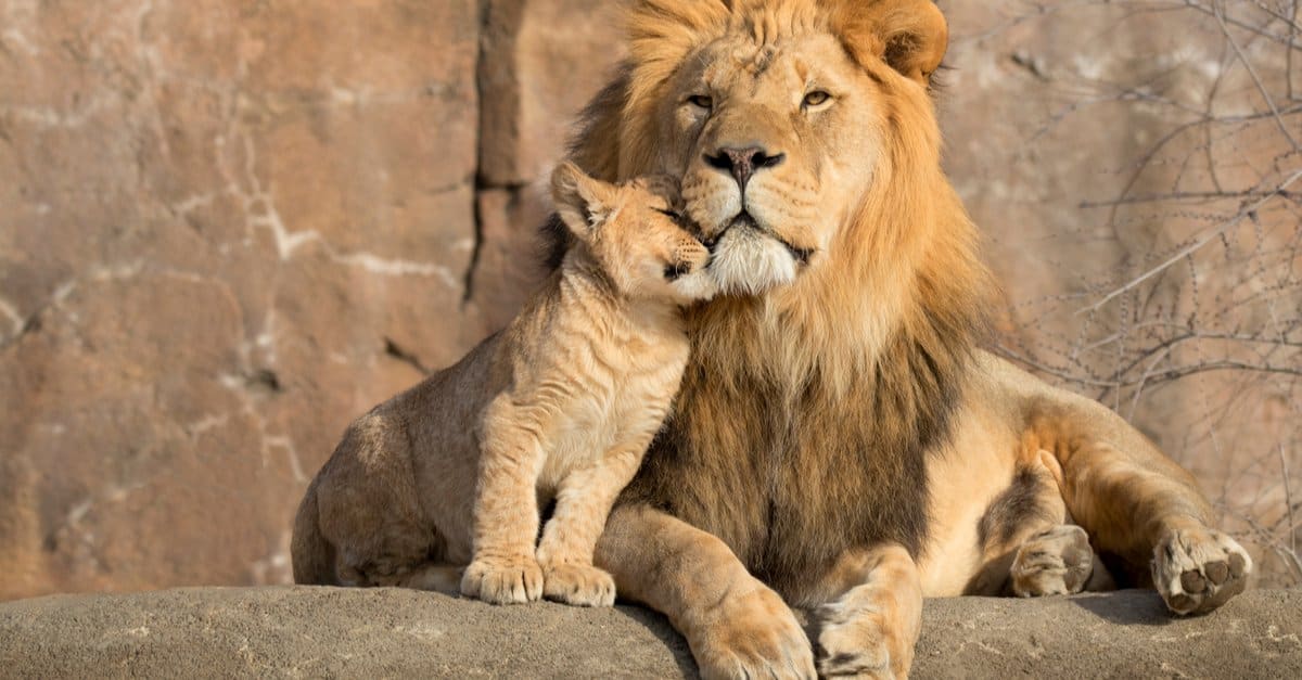Discover the King of the Jungle: Lions Second-Largest Cats