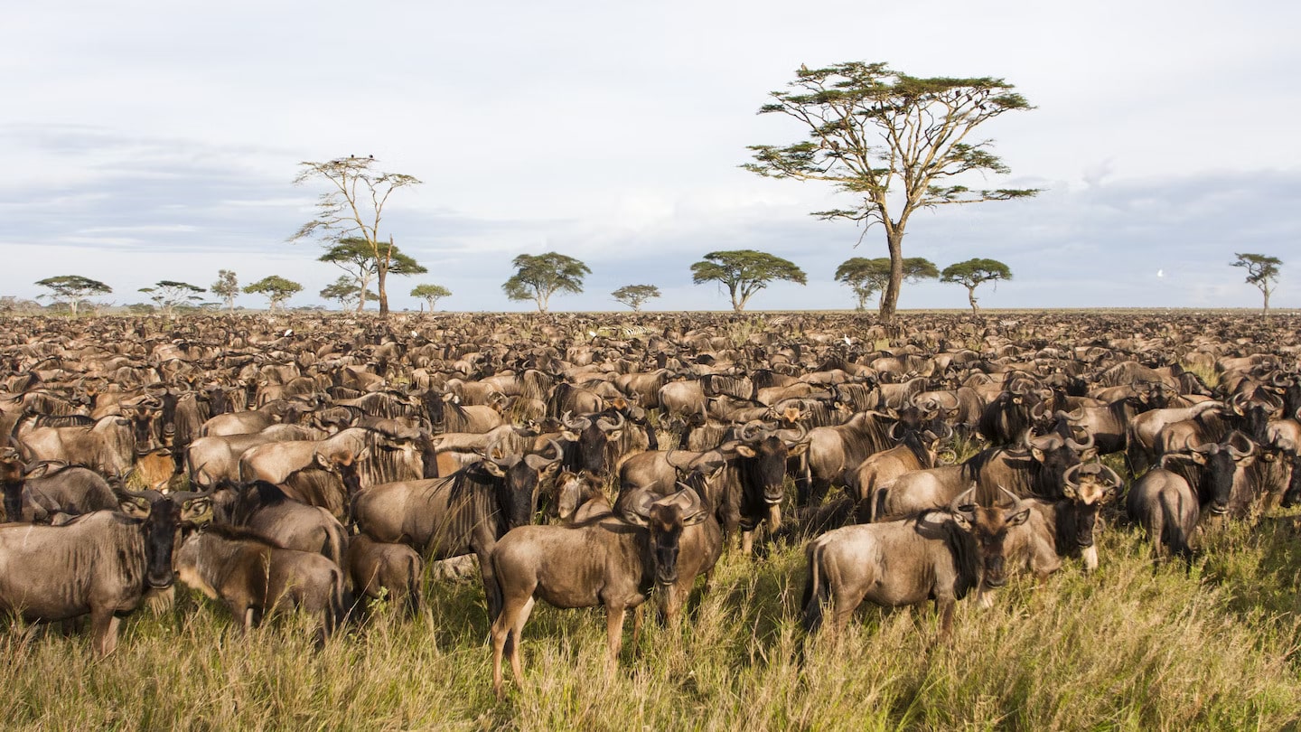 The Great Migration: When, Where and What?