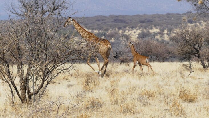 World's First Spotless Giraffe: A Natural Wonder