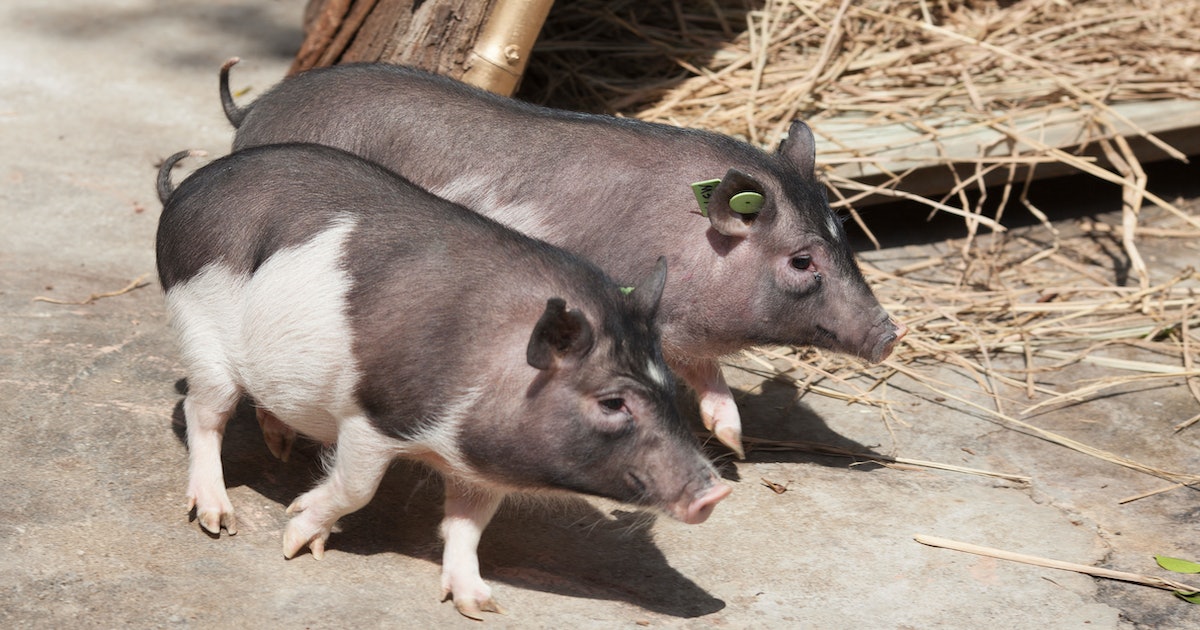 Monkey survives two years with pig kidney transplant