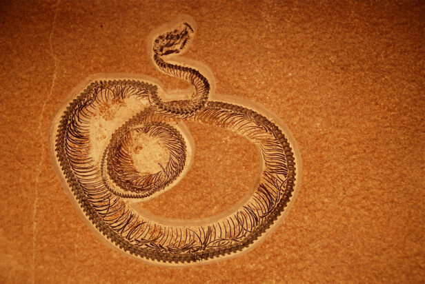 Vasuki Indicus: Gujarat's Largest Snake Fossil Discovered