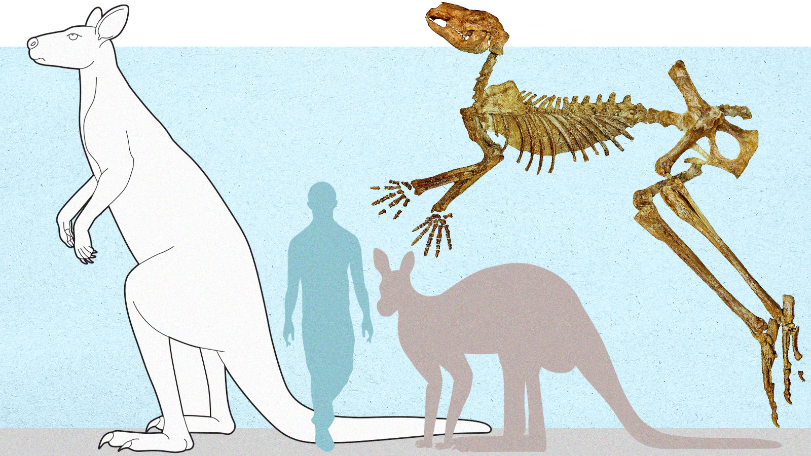 Flinders University:Three New Species Discovered Of Kangaroo