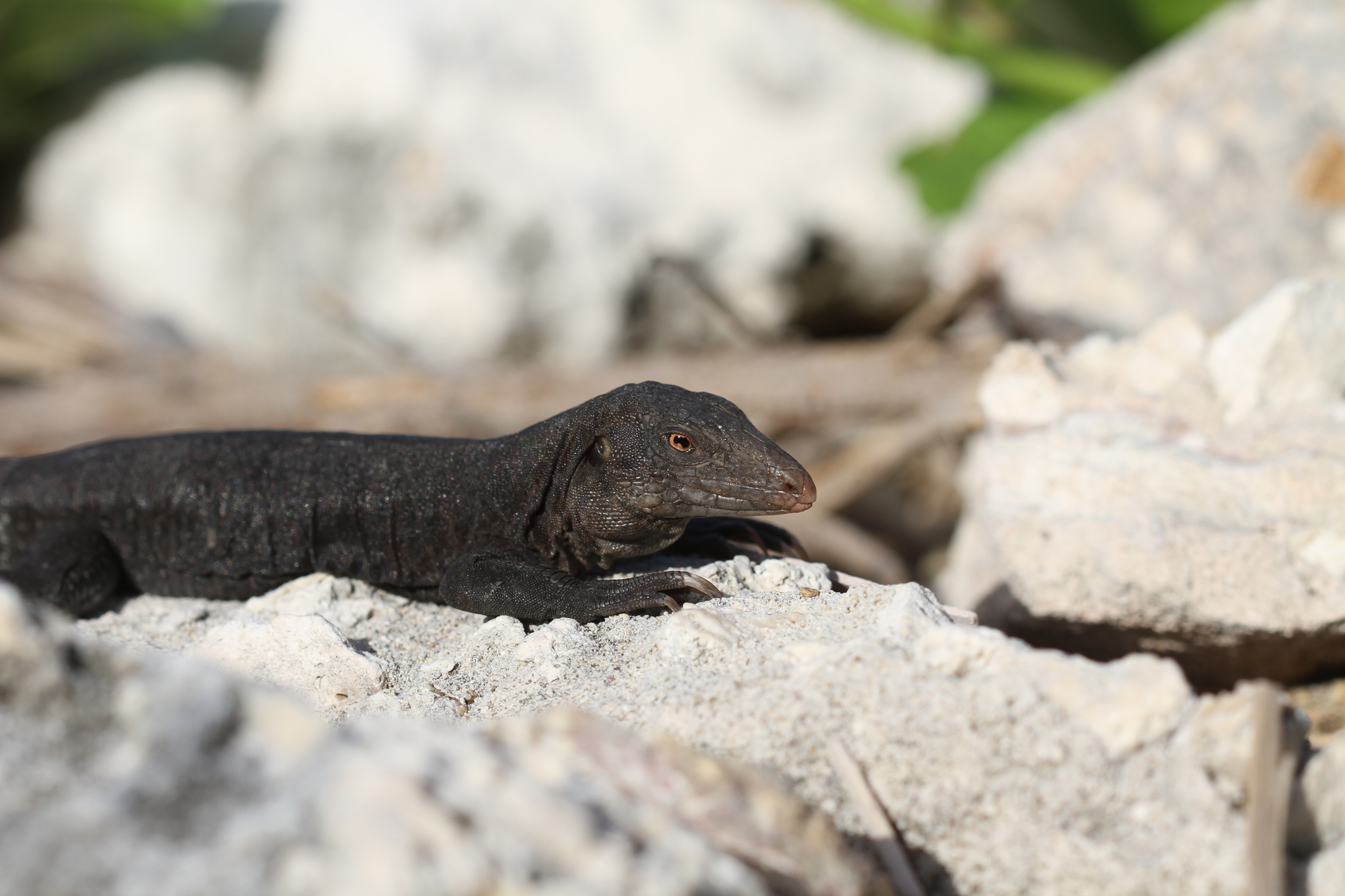 Rare Caribbean Wildlife Species Rescued From Extinction Crisis