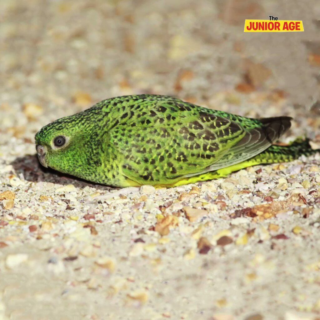 Night Parrot: Australia’s Elusive and Rare Bird Species