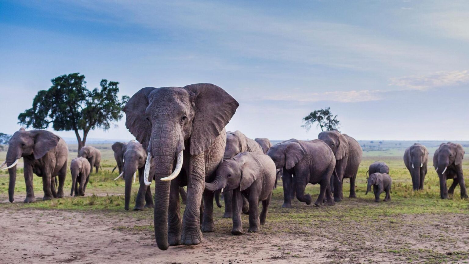 African Elephants: Endangered and in Crisis