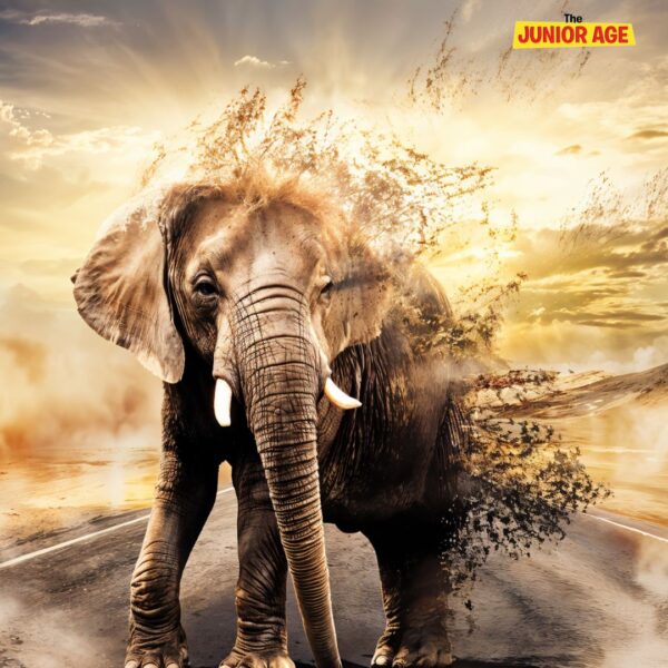 African Elephants: Endangered and in Crisis