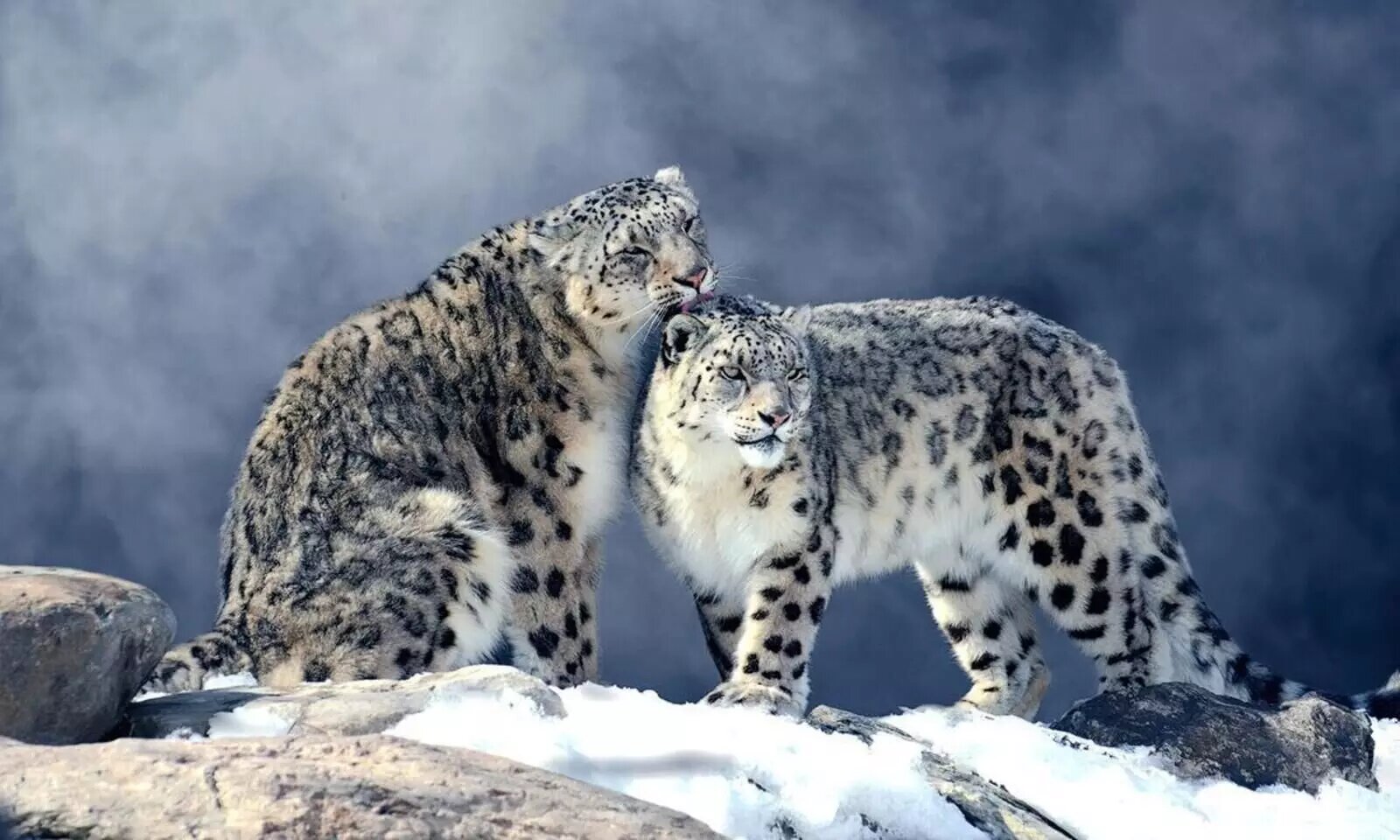India's Snow Leopard Population Hits 718
