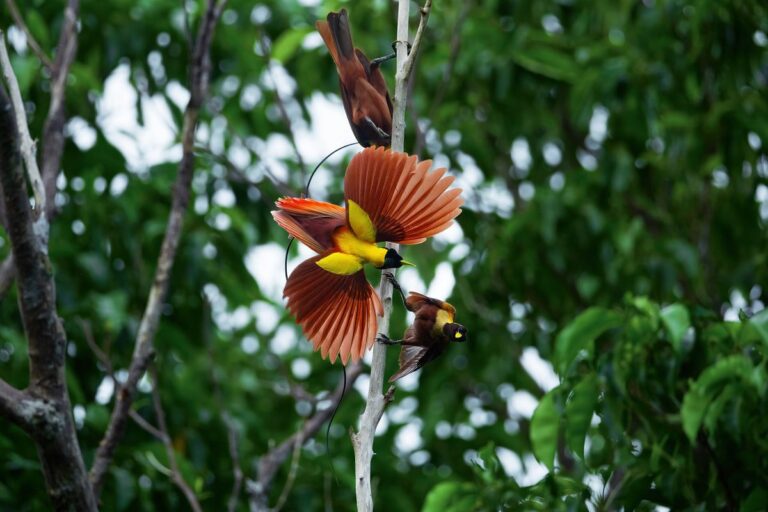 Birds-of-Paradise: Glowing Icons of the Tropical Rainforest
