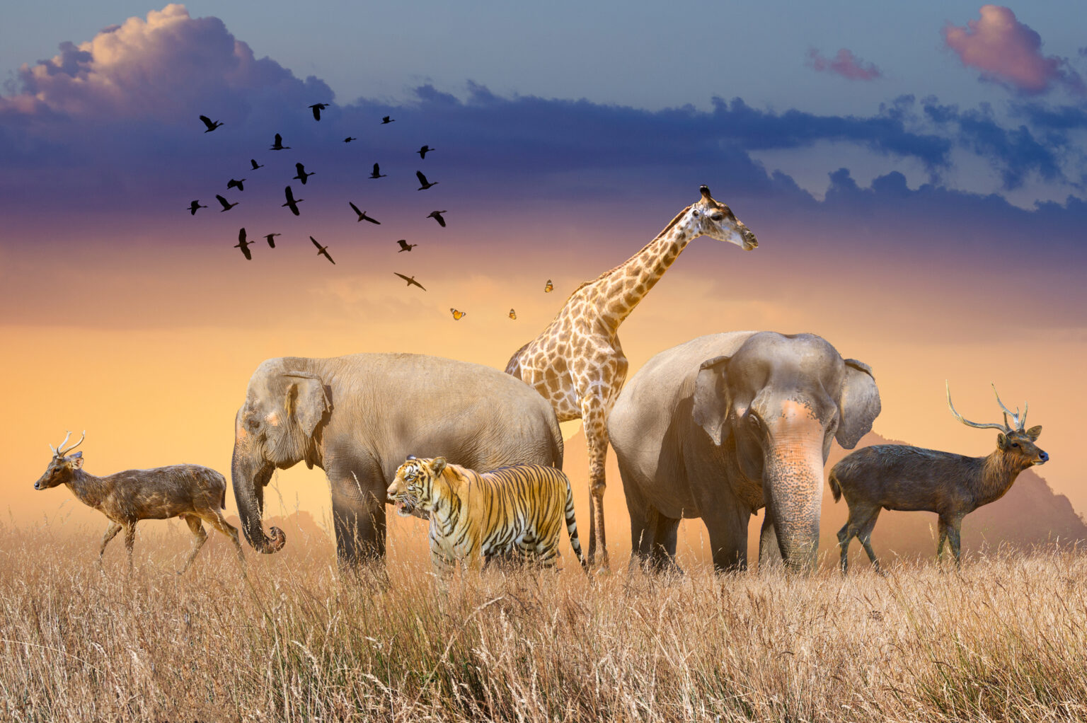 Why We Celebrate National Endangered Species Day