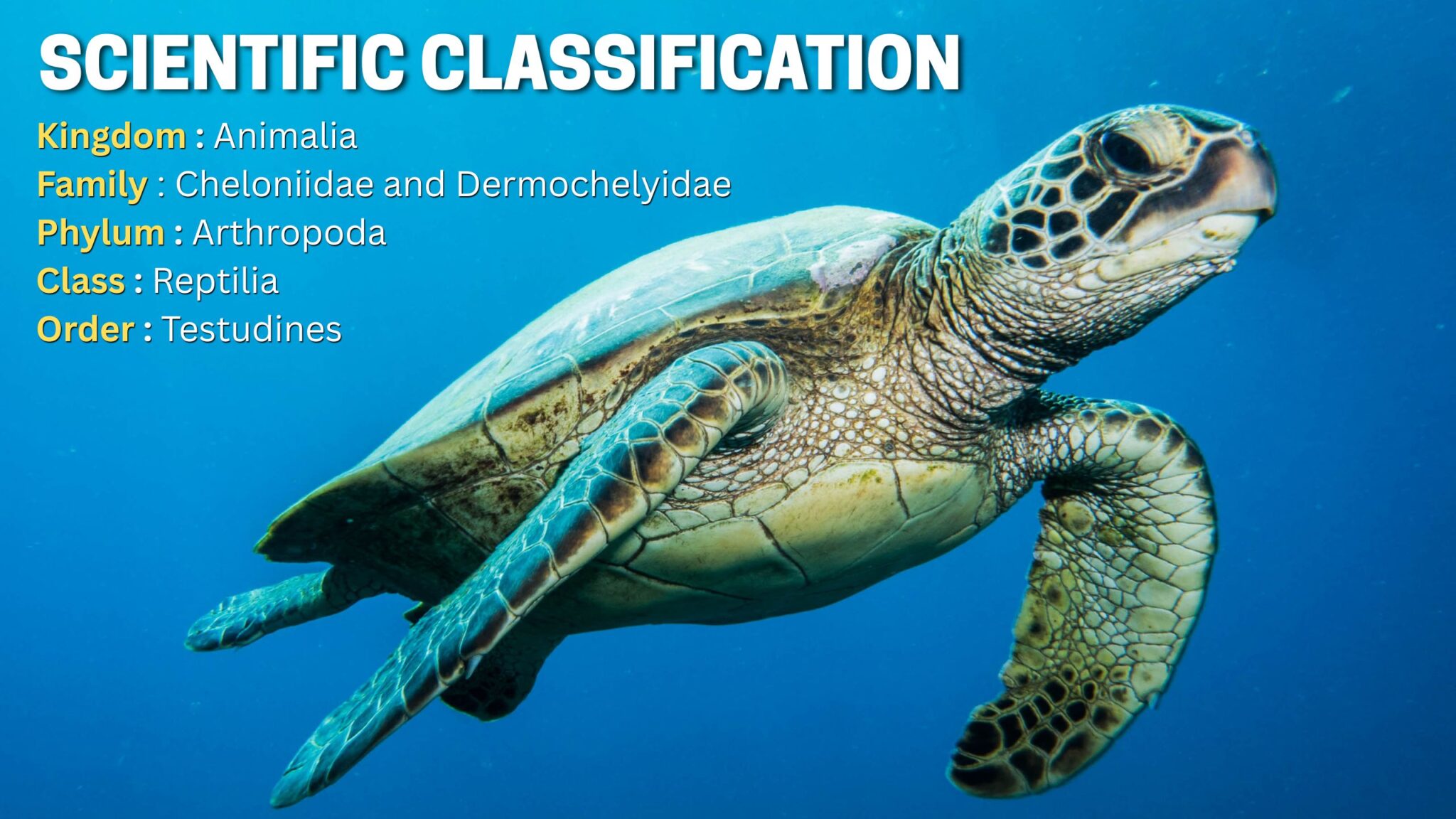 Why We Celebrate Sea Turtle Day: Facts & Conservation Tips