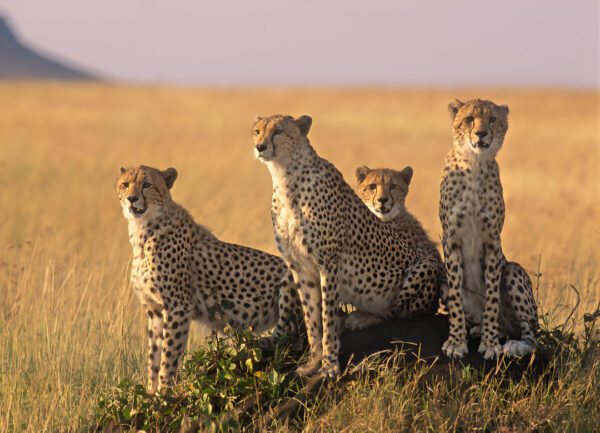 8 African Cheetahs Relocated to India | Kuno National Park