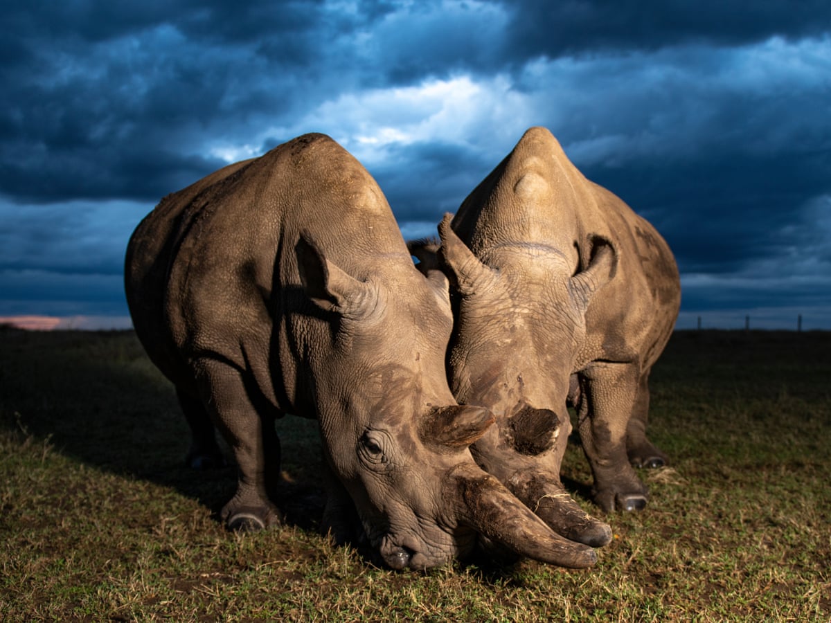Northern White Rhino: On the Brink of Extinction