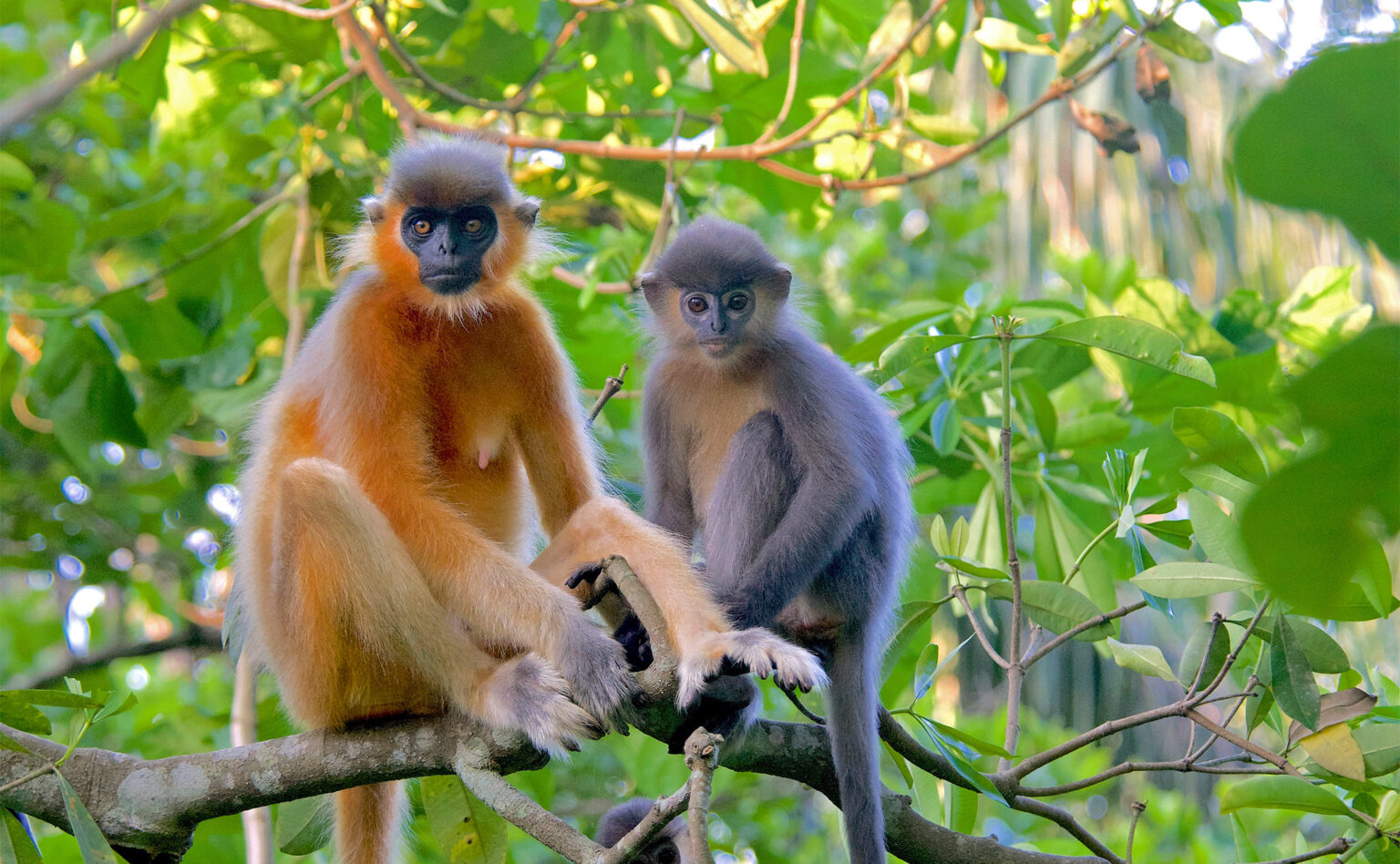 Endangered Apes & Monkeys: The 2023–2025 Survival List