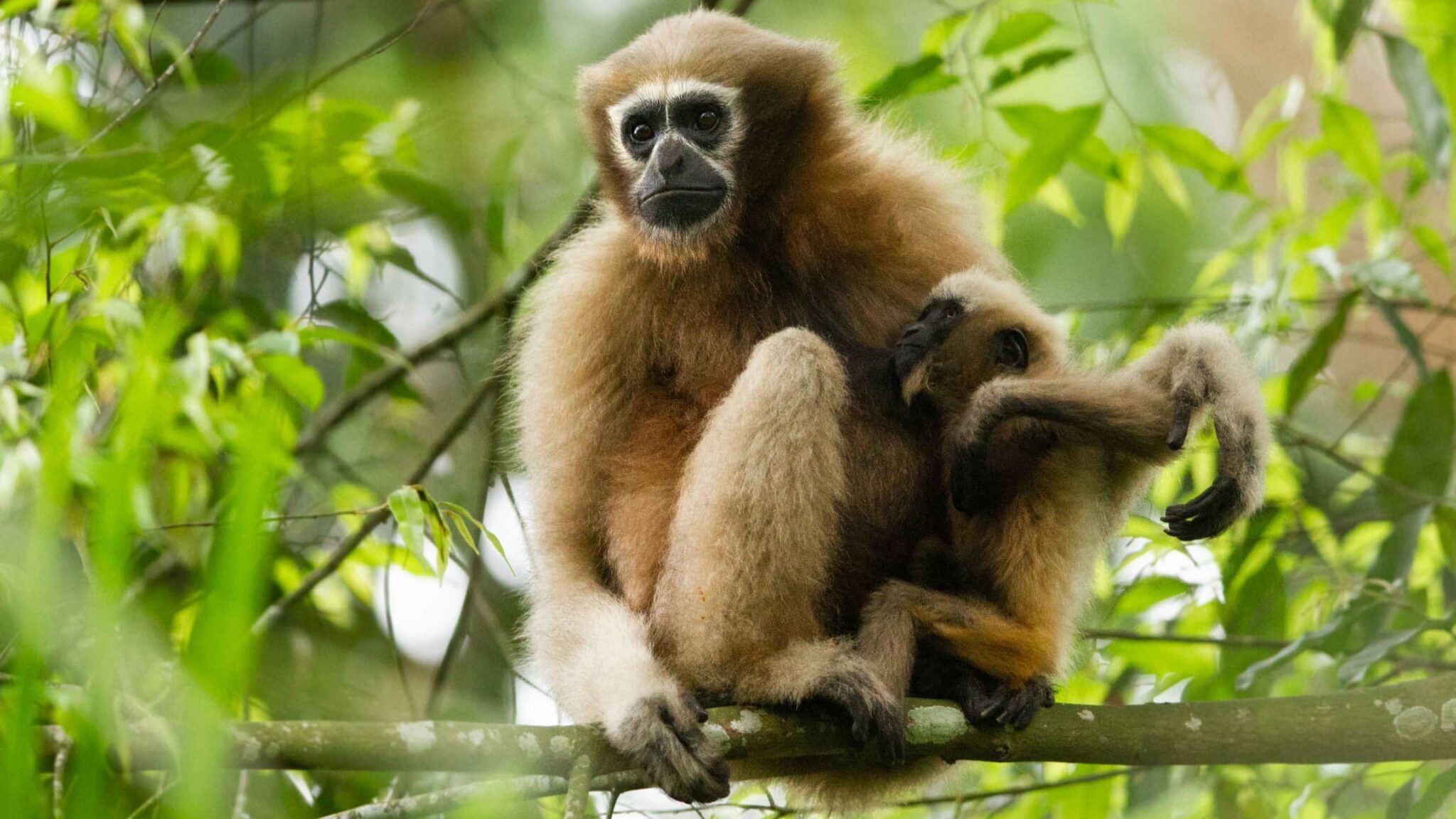 Endangered Apes & Monkeys: The 2023–2025 Survival List