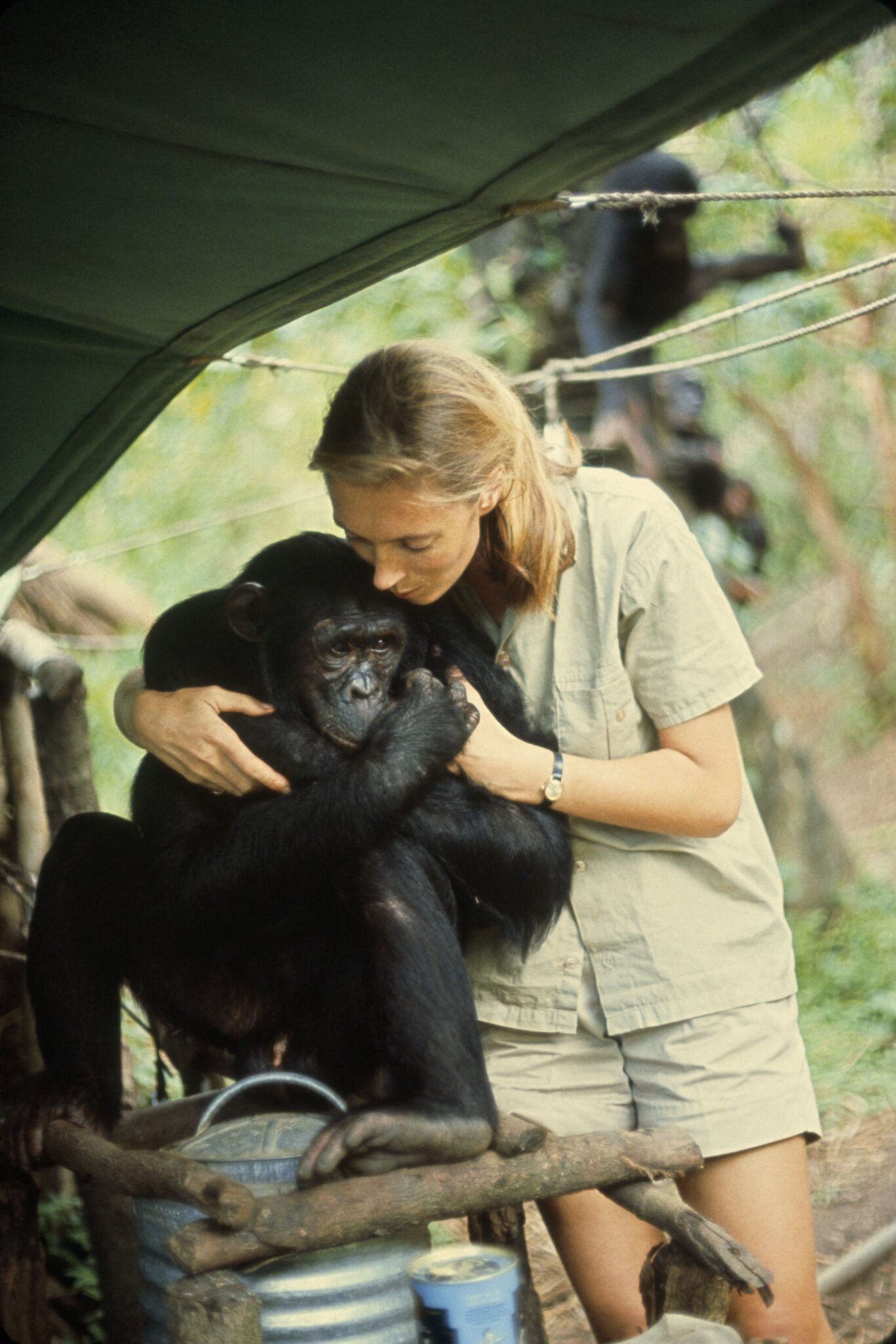 All About the Inspiring Life of Jane Goodall